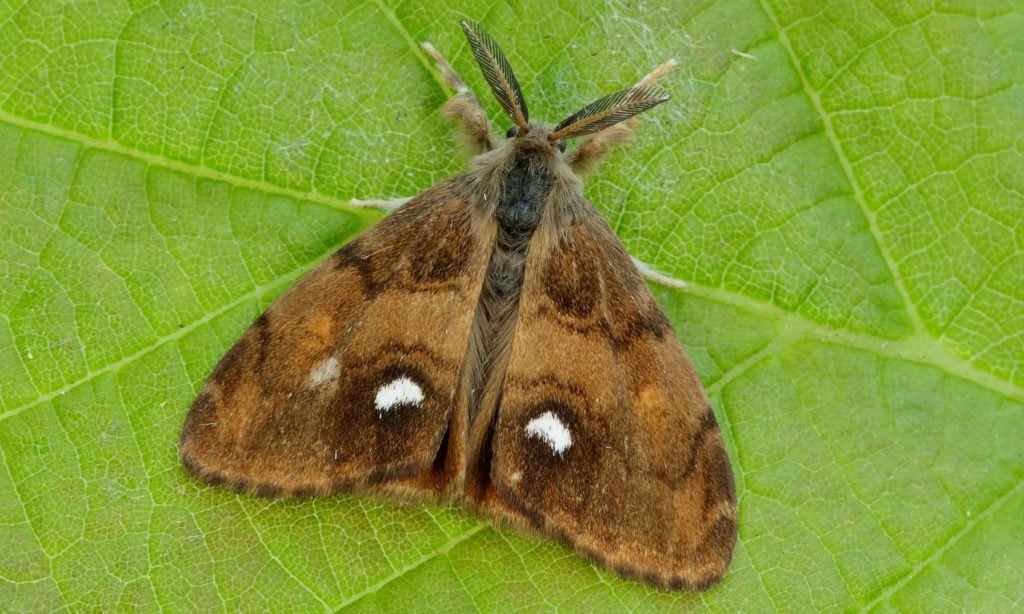 Rusty Tussock Moth– Identification, Life Cycle, Facts & Pictures