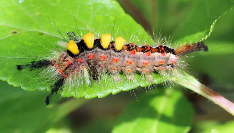 Rusty Tussock Moth– Identification, Life Cycle, Facts & Pictures