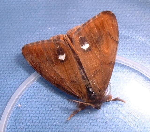 Rusty Tussock Moth– Identification, Life Cycle, Facts & Pictures