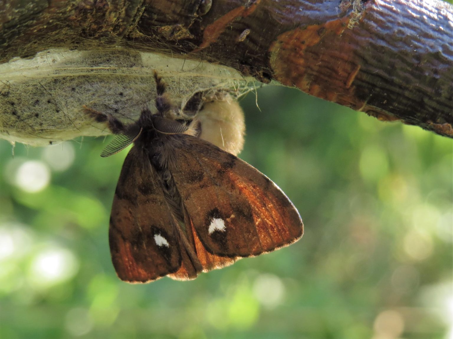 Rusty Tussock Moth– Identification, Life Cycle, Facts & Pictures