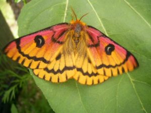 Sheep Moth– Identification, Life Cycle, Facts & Pictures