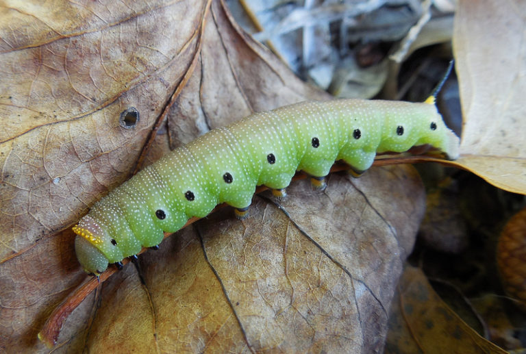 Snowberry Clearwing Moth– Identification, Life Cycle, Facts & Pictures