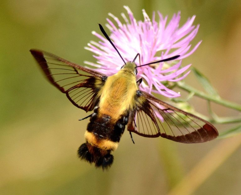 Snowberry Clearwing Moth– Identification, Life Cycle, Facts & Pictures
