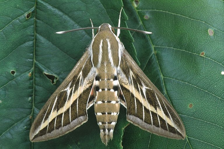 Striped Hawk Moth– Identification, Life Cycle, Facts & Pictures