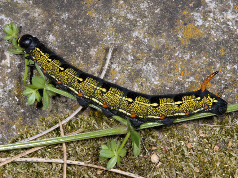 Striped Hawk Moth– Identification, Life Cycle, Facts & Pictures