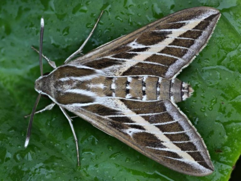 Striped Hawk Moth– Identification, Life Cycle, Facts & Pictures
