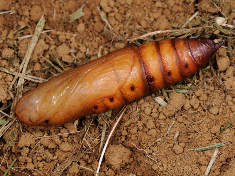 Striped Hawk Moth– Identification, Life Cycle, Facts & Pictures