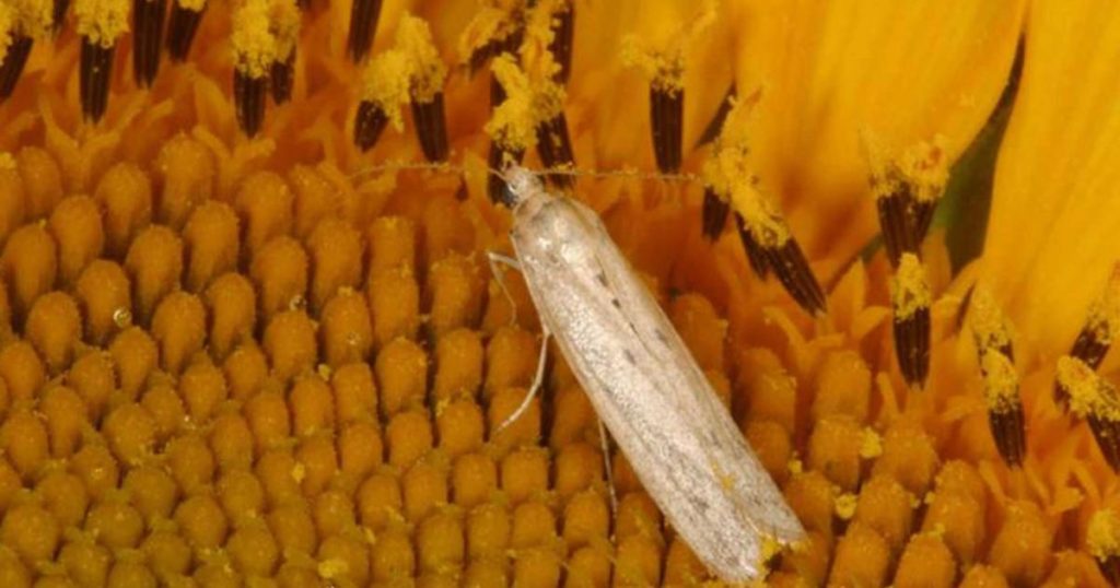 Sunflower Moth– Identification, Life Cycle, Facts & Pictures