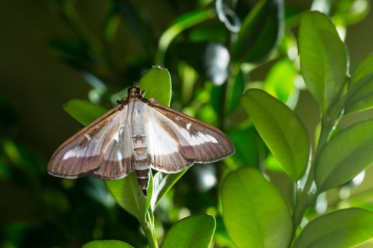 Box Tree Moth– Identification, Life Cycle, Facts & Pictures