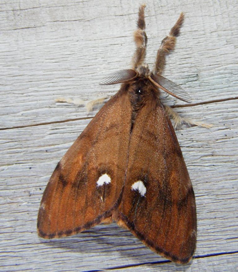 Rusty Tussock Moth– Identification, Life Cycle, Facts & Pictures