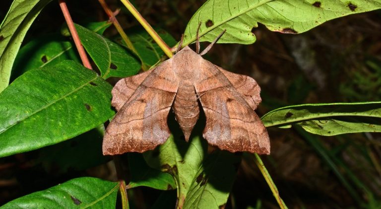 Walnut Sphinx Moth– Identification, Life Cycle, Facts & Pictures