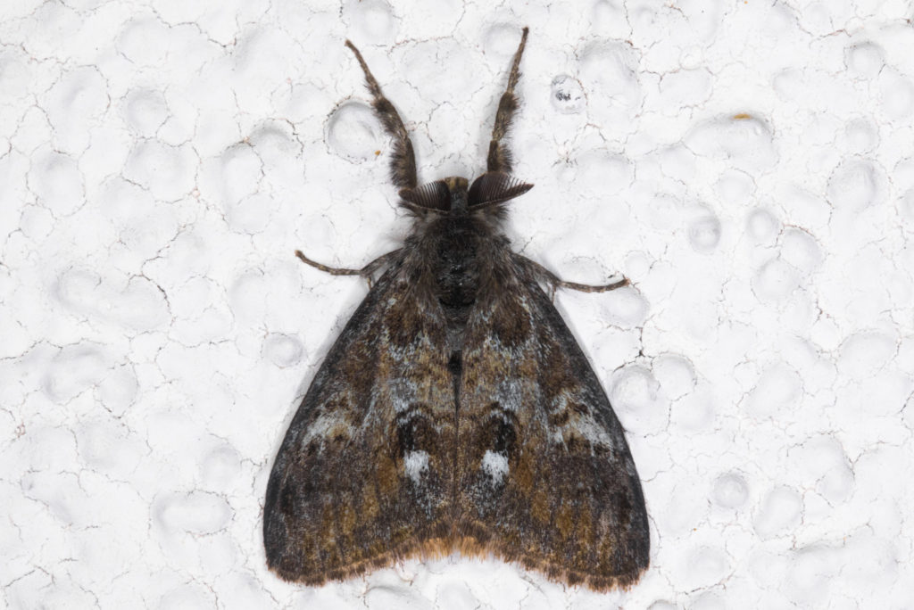 Western Tussock Moth– Identification, Life Cycle, Facts & Pictures