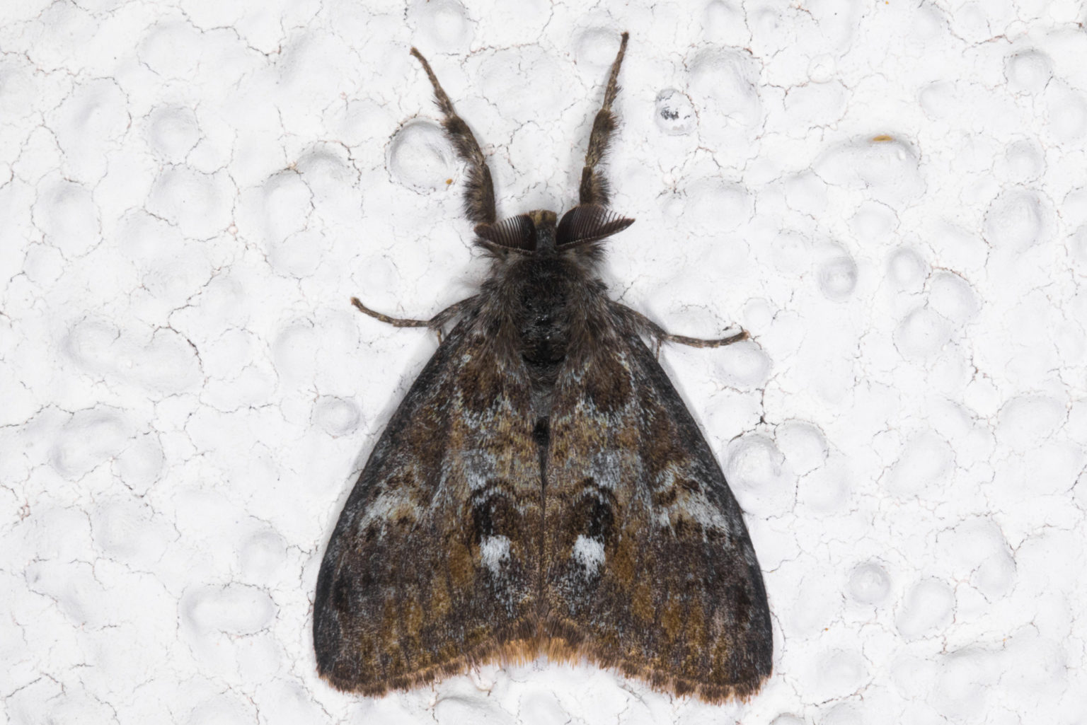 Western Tussock Moth– Identification, Life Cycle, Facts & Pictures