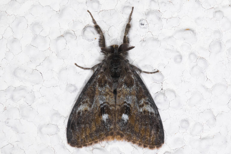 Western Tussock Moth– Identification, Life Cycle, Facts & Pictures