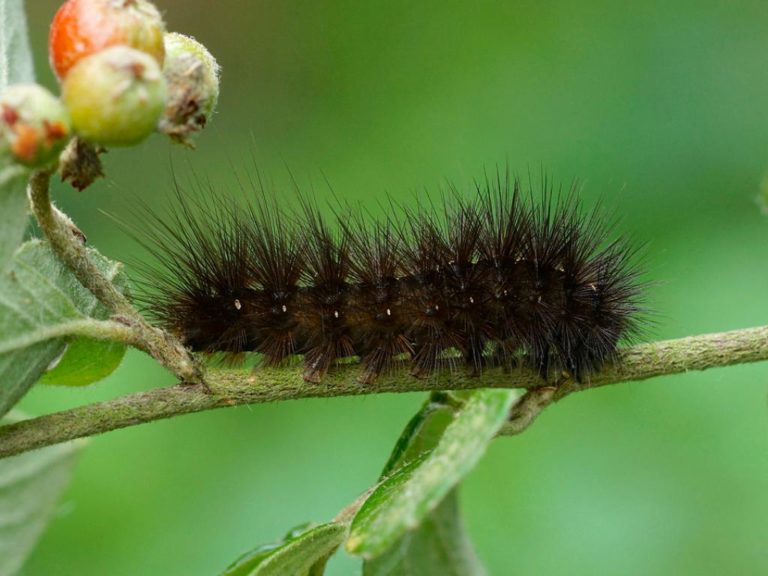 White Ermine Moth– Identification, Life Cycle, Facts & Pictures