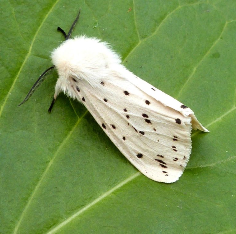 White Ermine Moth– Identification, Life Cycle, Facts & Pictures