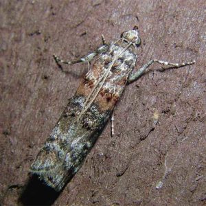 Zimmerman Pine Moth– Identification, Life Cycle, Facts & Pictures