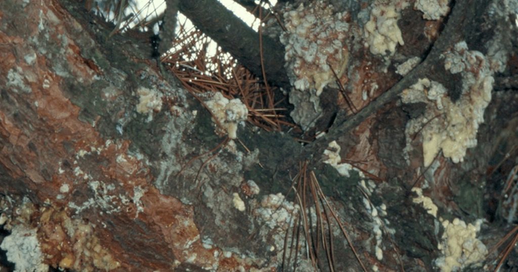 Zimmerman Pine Moth– Identification, Life Cycle, Facts & Pictures