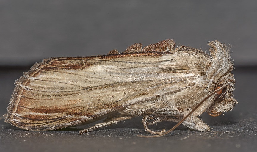 Brown Hooded Owlet Moth– Identification, Life Cycle, Facts & Pictures