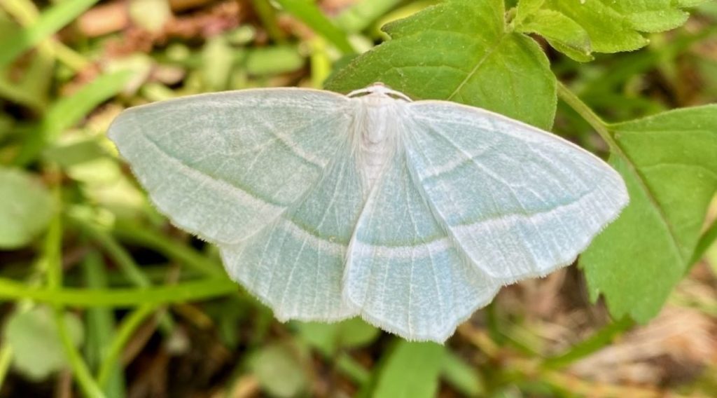 Pale Beauty Moth– Identification, Life Cycle, Facts & Pictures