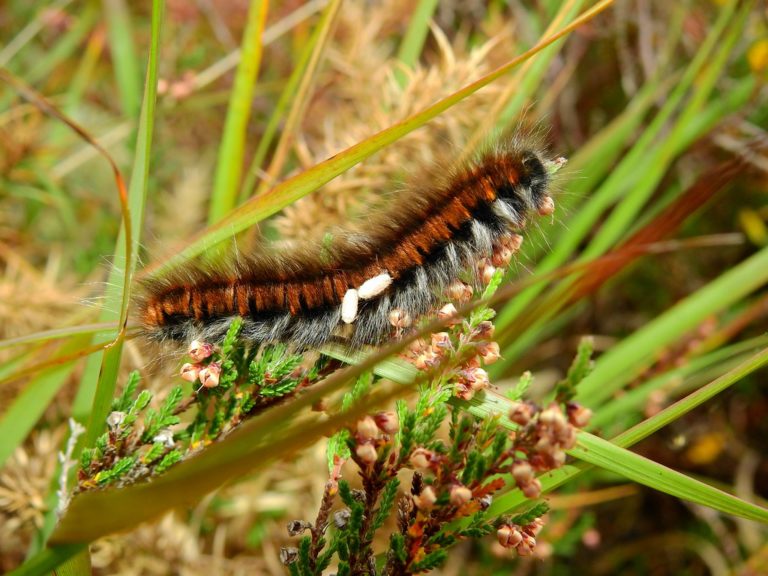 Fox Moth– Identification, Life Cycle, Facts & Pictures