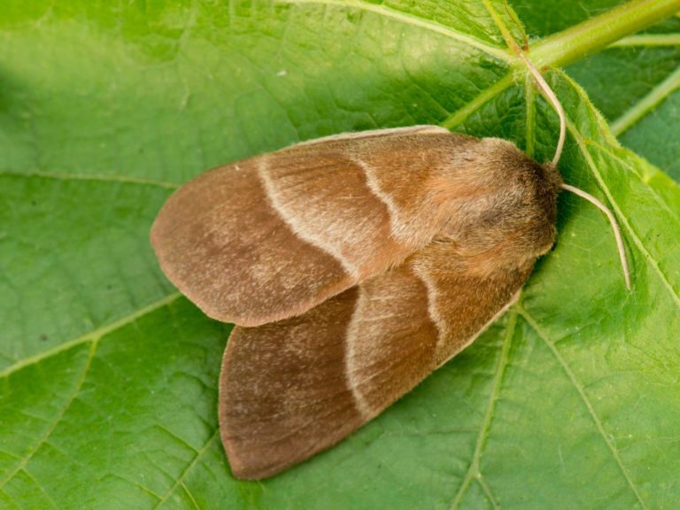 Fox Moth– Identification, Life Cycle, Facts & Pictures