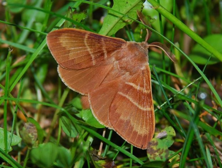 Fox Moth– Identification, Life Cycle, Facts & Pictures