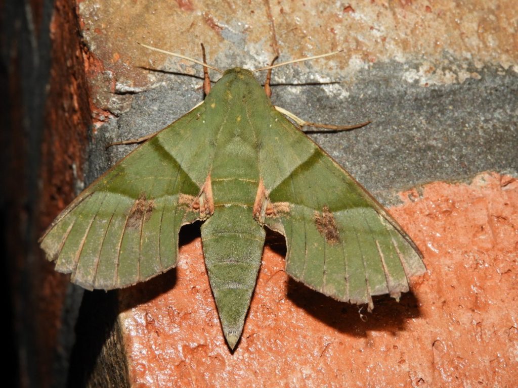 Hawk moths – Identification, Life Cycle, Facts & Pictures