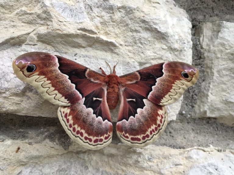 Saturniid moths – Identification, Life Cycle, Facts & Pictures