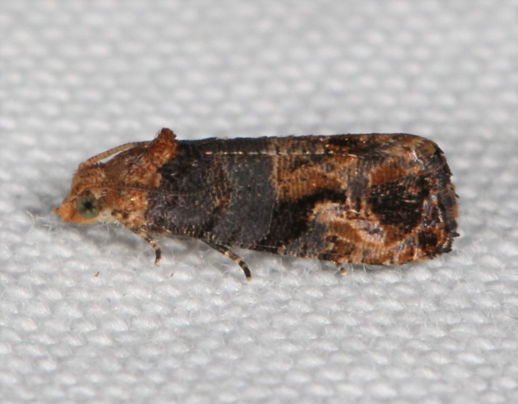 Tortrix Moth (Tortricidae) - Moth Identification