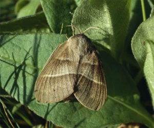 Fox Moth– Identification, Life Cycle, Facts & Pictures