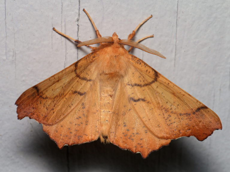 Geometer moths – Identification, Life Cycle, Facts & Pictures