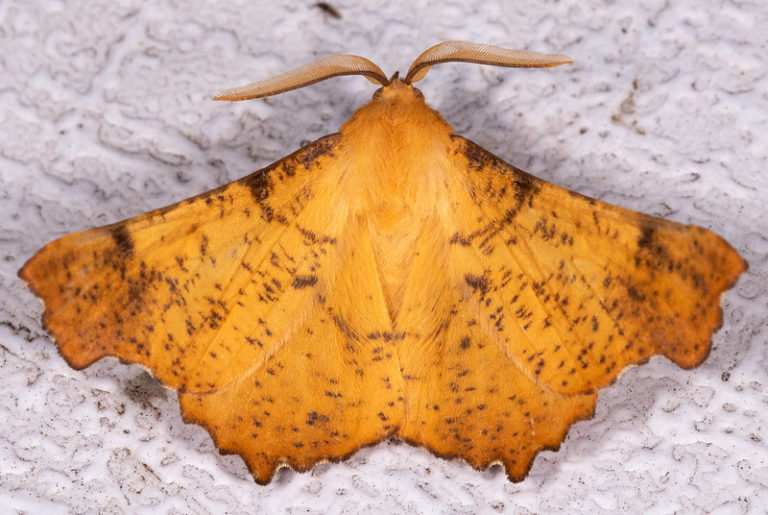 Maple Spanworm Moth– Identification, Life Cycle, Facts & Pictures