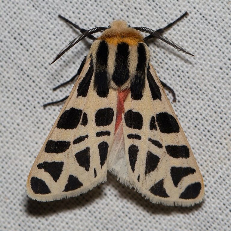 Mexican Tiger Moth– Identification, Life Cycle, Facts & Pictures