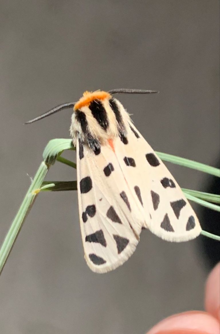 Mexican Tiger Moth– Identification, Life Cycle, Facts & Pictures