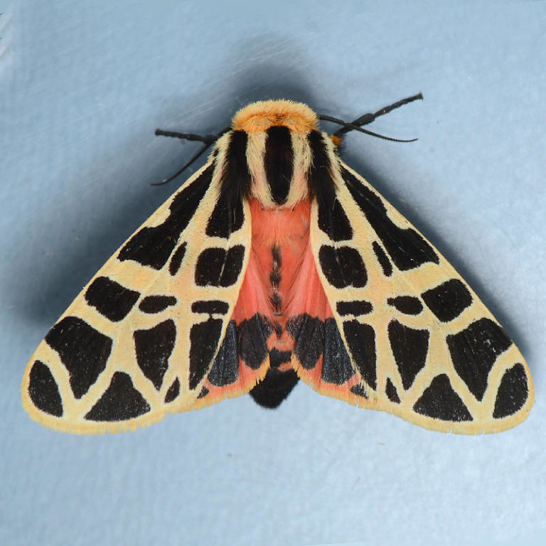 Mexican Tiger Moth– Identification, Life Cycle, Facts & Pictures