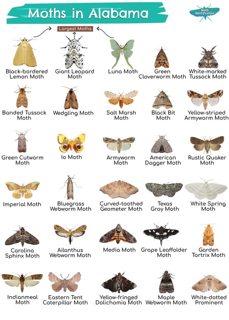 Types of Moths in Alabama