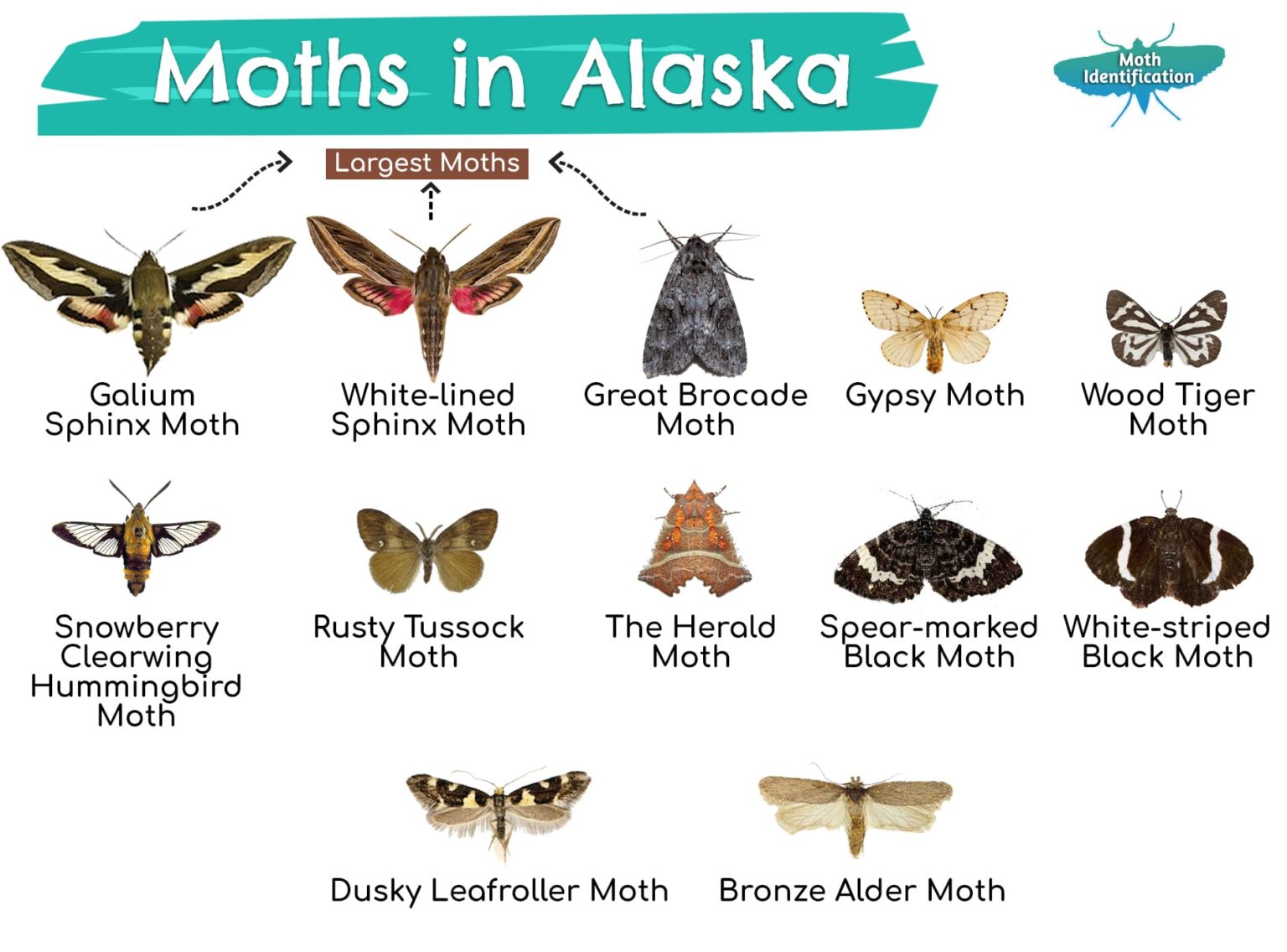 Types of Moths in Alaska