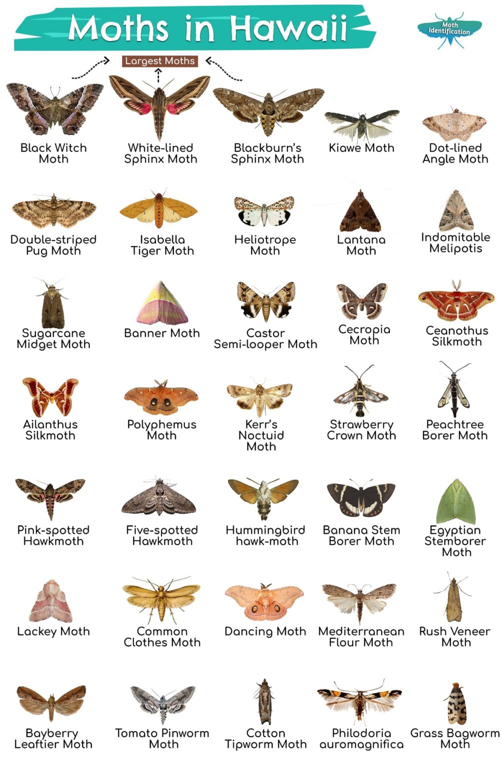 Types of Moths in Hawaii