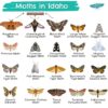 Types of Moths in Idaho