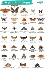 Types of Moths in Indiana