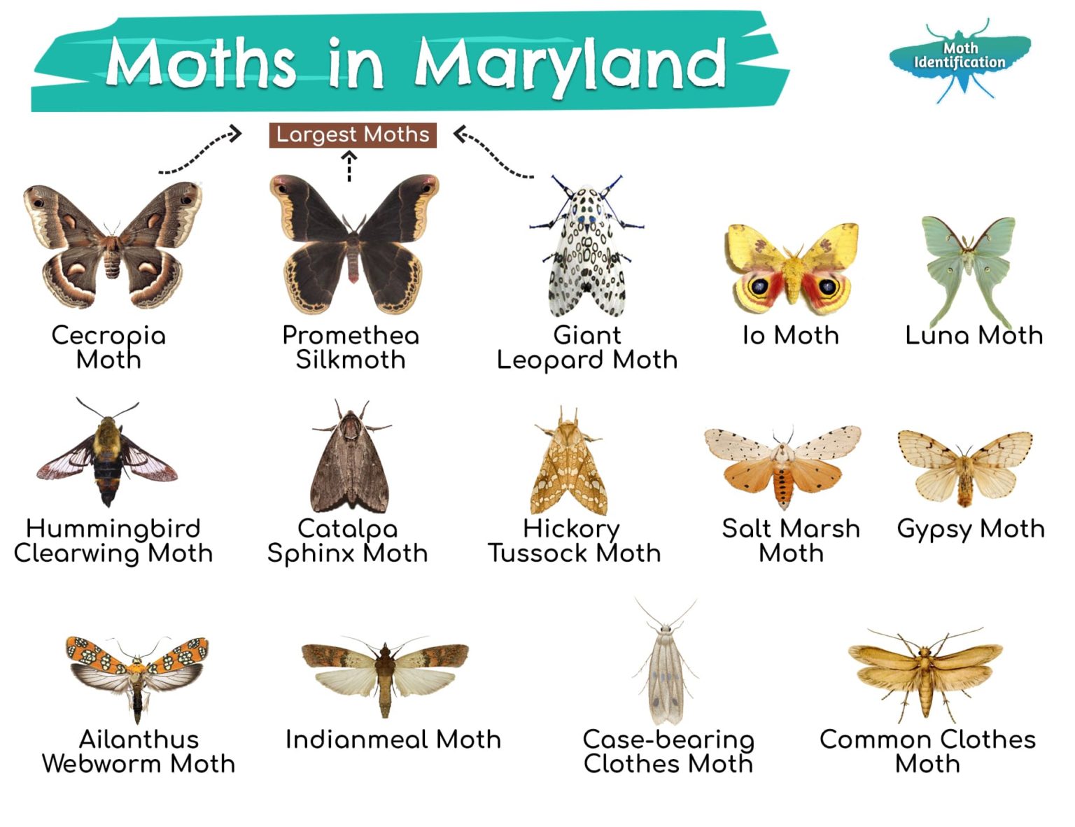 Types of Moths in Maryland