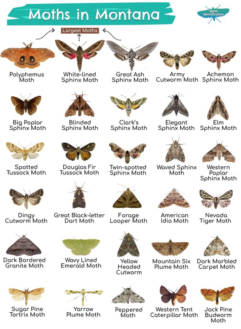 Types of Moths in Montana