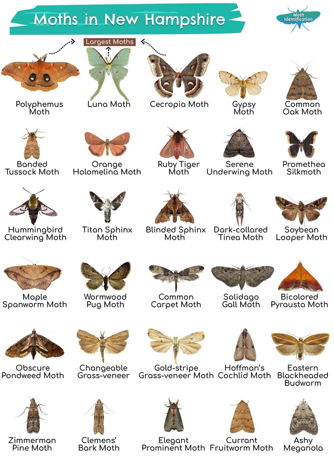 Types of Moths in New Hampshire