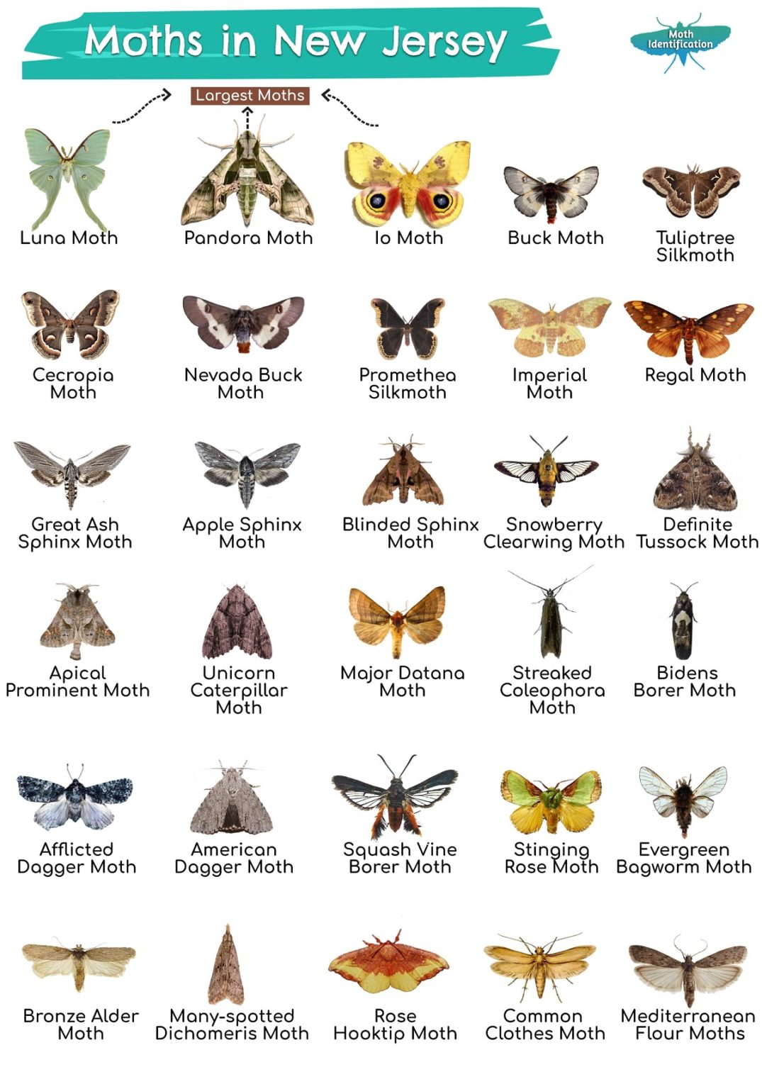 Types of Moths in New Jersey