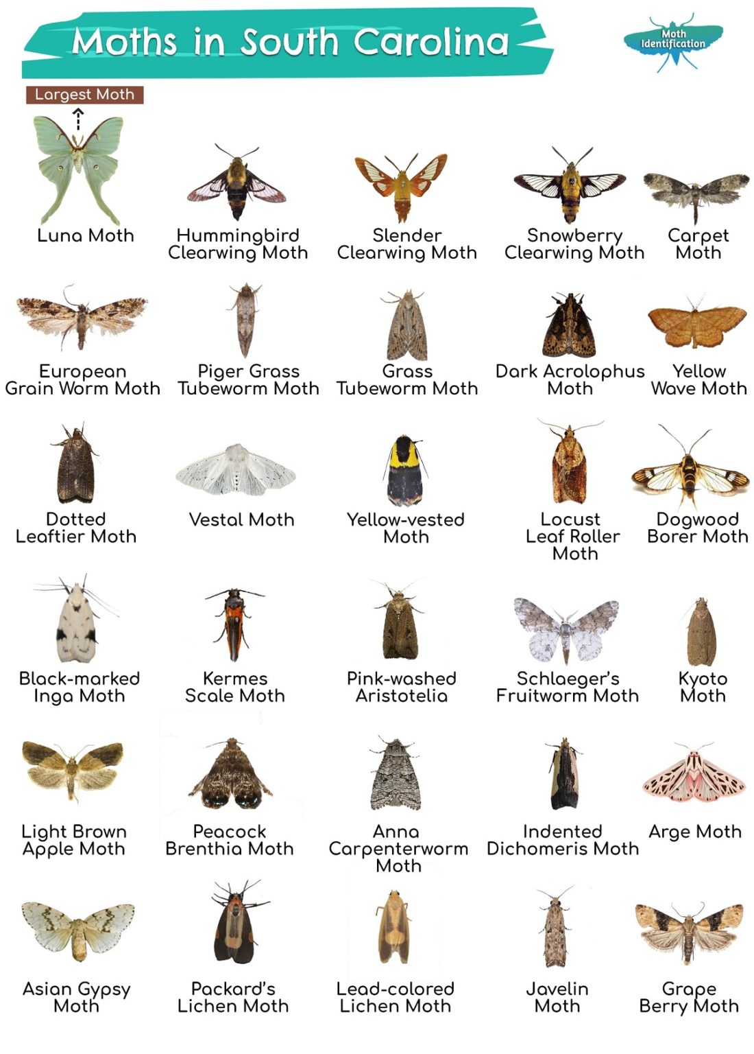 Types of Moths in South Carolina