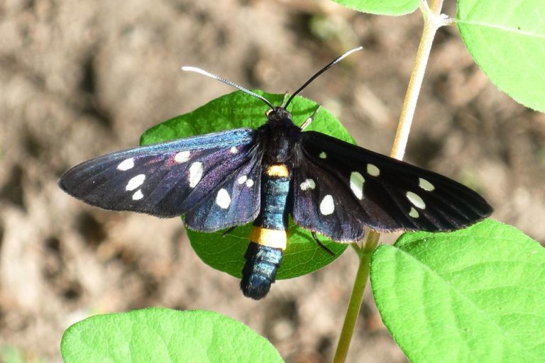 Nine Spotted Moth– Identification, Life Cycle, Facts & Pictures