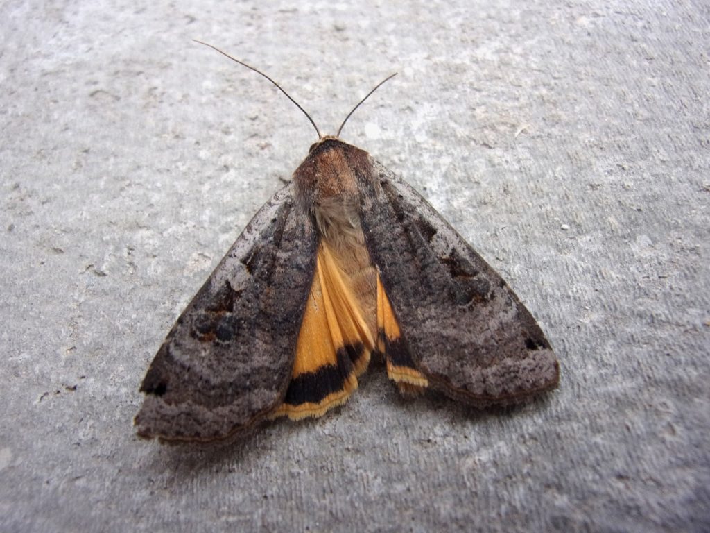 Orange Underwing Moth– Identification, Life Cycle, Facts & Pictures