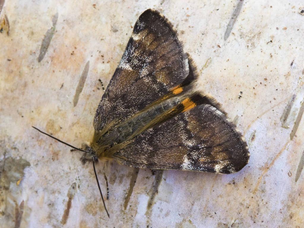 Orange Underwing Moth– Identification, Life Cycle, Facts & Pictures