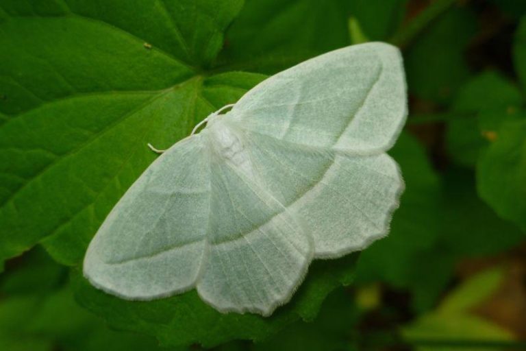 Geometer moths – Identification, Life Cycle, Facts & Pictures